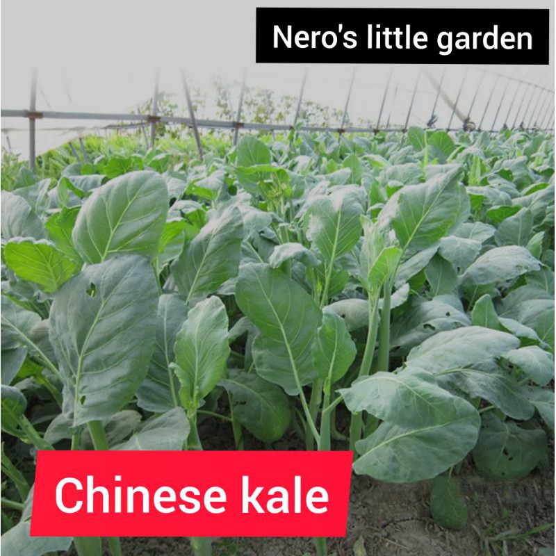 chinese kale seed pack ( 100 seeds ) | Shopee Philippines