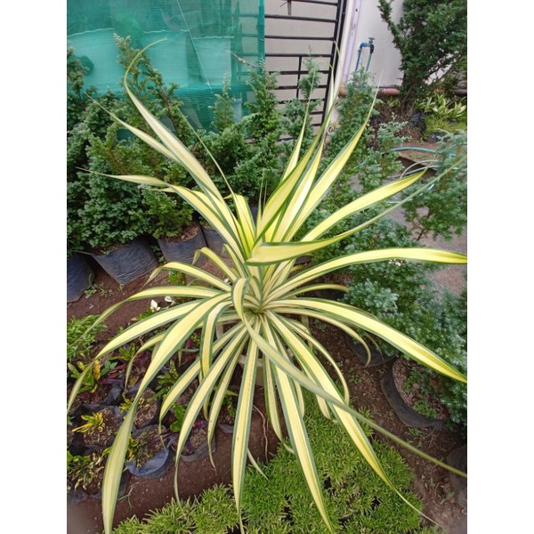 Khingpaul12 Seeds repack Available live Pandanus Yellow Pandan outdoor ...