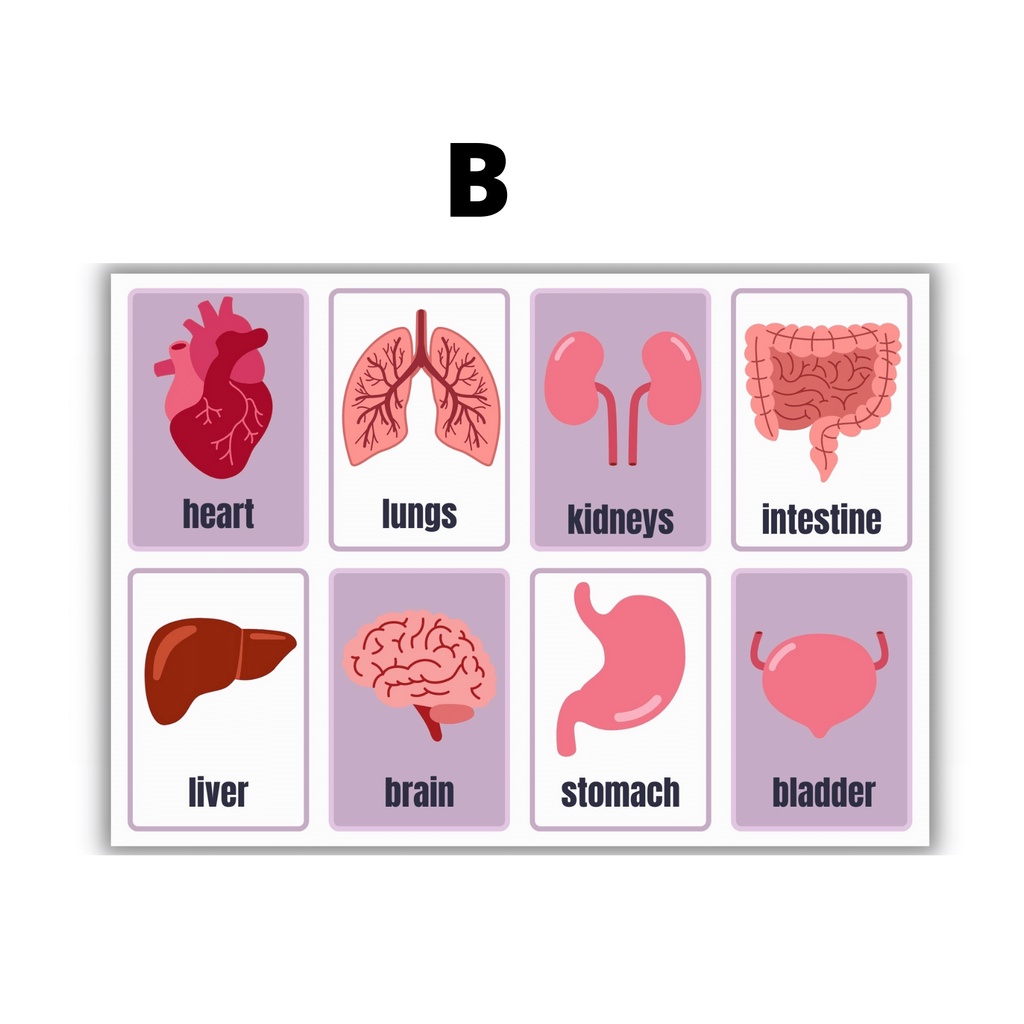 Laminated Internal Organs Flashcards for Kids and Learners | Shopee ...