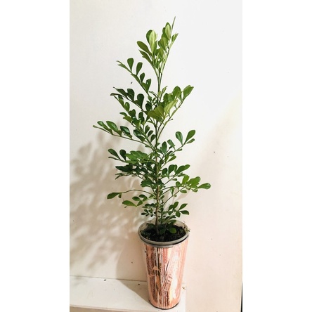 Little Leaf Boxwood Live Plant - 1 pc with roots. | Shopee Philippines