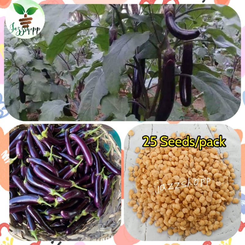 Eggplant long Seeds purple / Talong haba New Harvest seeds | Shopee ...