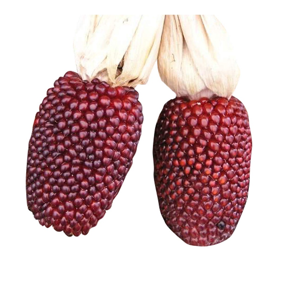 FV Strawberry Corn Seeds 50pcs | Shopee Philippines