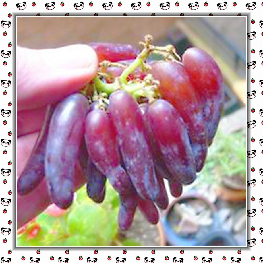 10 Pcs/Set Rare Finger Grape Seeds Advanced Fruit Seed Natural Growth Grape seeds | Shopee ...