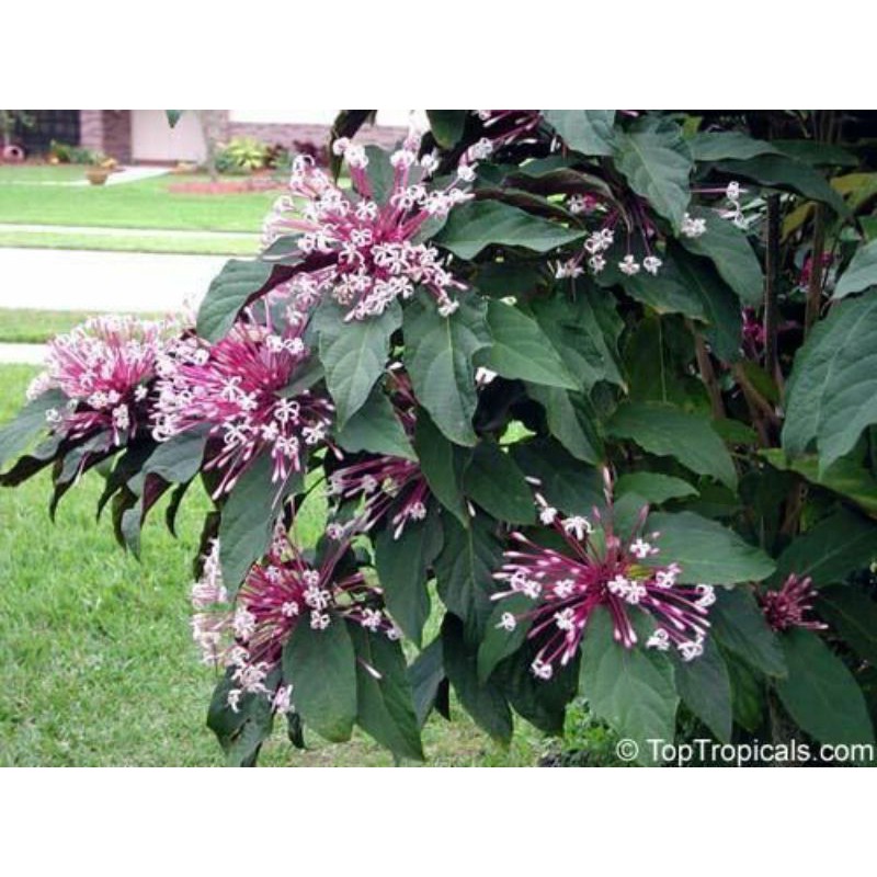 Rare Starburst Shooting Star Flower Seedlings Bagawak Morado | Shopee ...