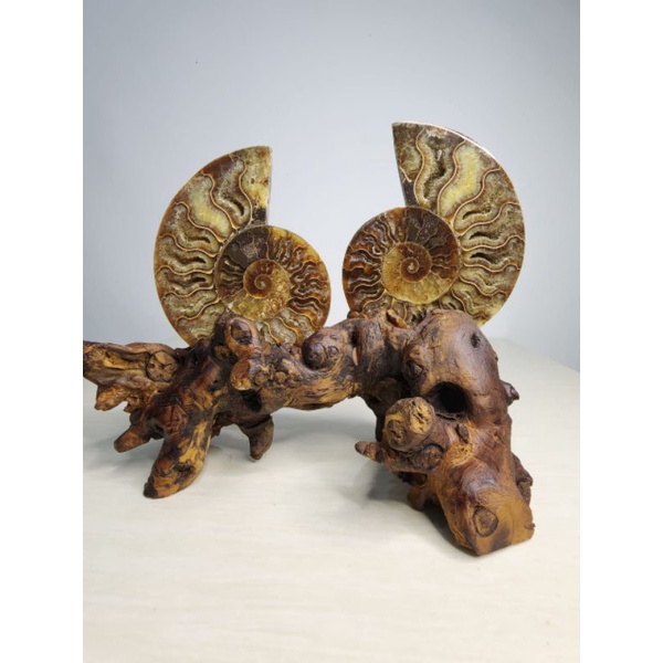 Ammonite Fossil Ammonite Fossil (Good Luck Snail) | Shopee Philippines