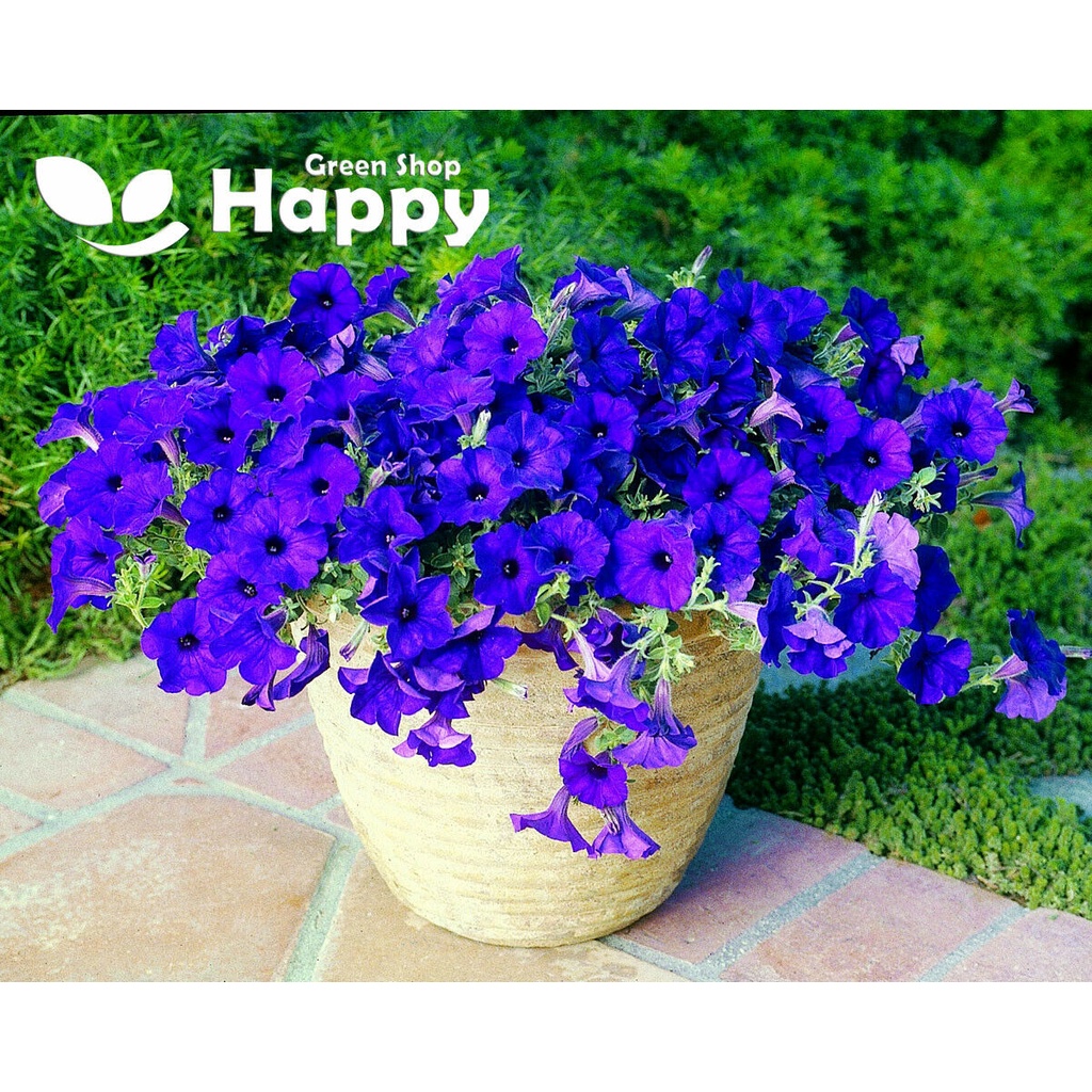 EASY WAVE SPREADING PETUNIA BLUE F1 - 10 seeds - Petunia x Hybrida ...