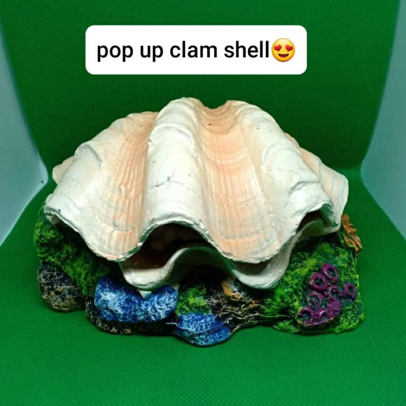CLAM SHELL POP UP aquarium | Shopee Philippines