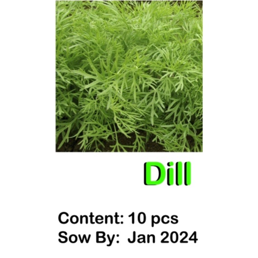 Herbs Seeds Sweet Basil Kintsay Celery Parsley Wansoy Chives Peppermint ...