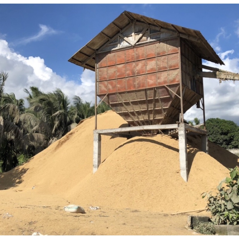 Fresh and Organic Rice Hull / Husk or IPA [100, 500, and 1000 grams ...