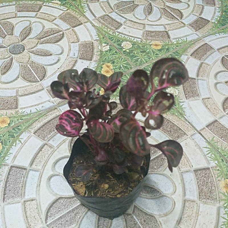 Bloodleaf Red Iresine herbstii (in polybag) | Shopee Philippines