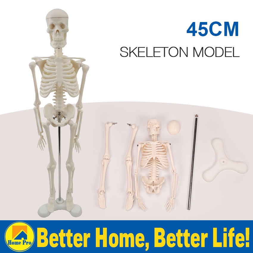[Clearance] Standard People Skeleton Model 45CM Skeleton Anatomy ...