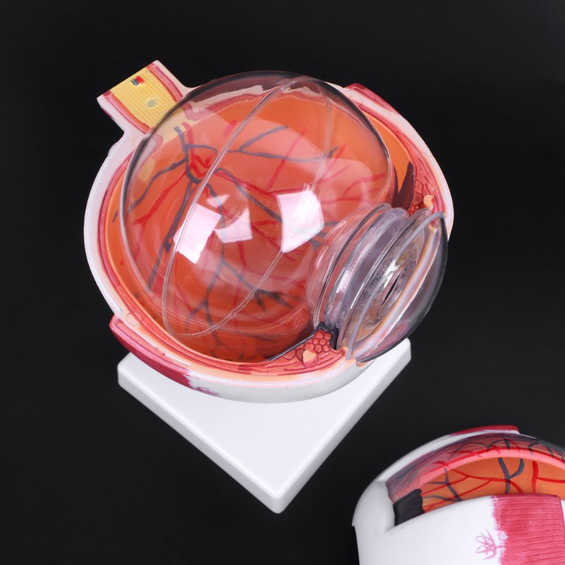 Human Anatomical Natural Eyeball Model Medical Learning Aid Teaching ...