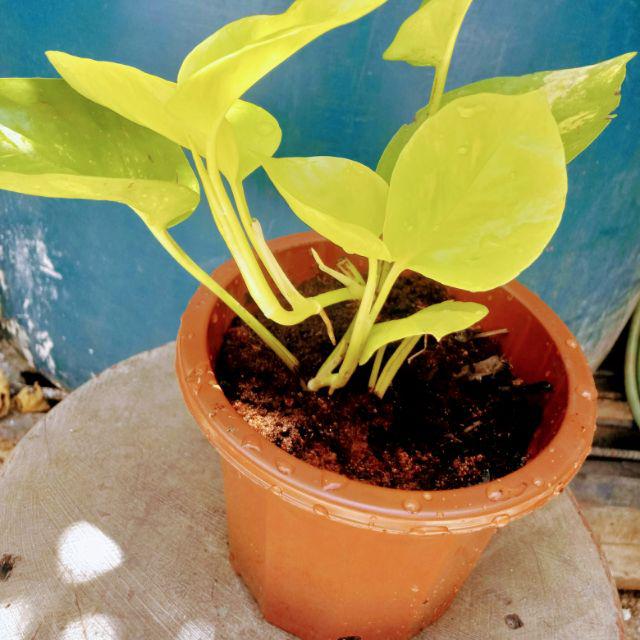 Plastic pots Kaang planter plant holder Flower pots Paso 7.5 inches ...