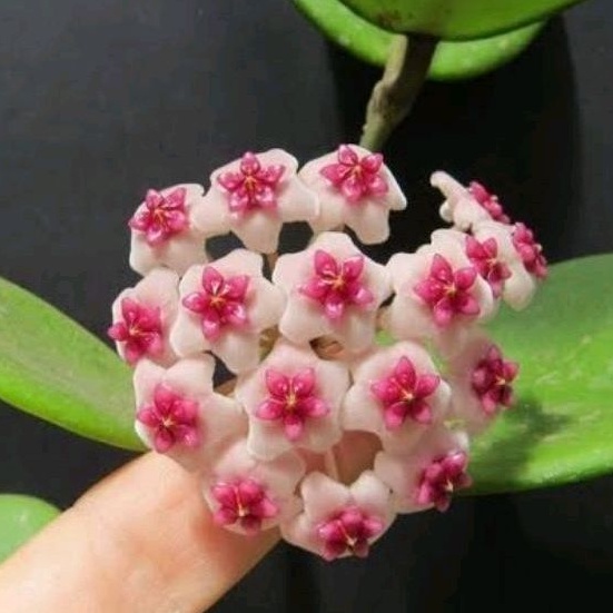 HOYA OBOVATA GREEN (with peduncle) | Shopee Philippines