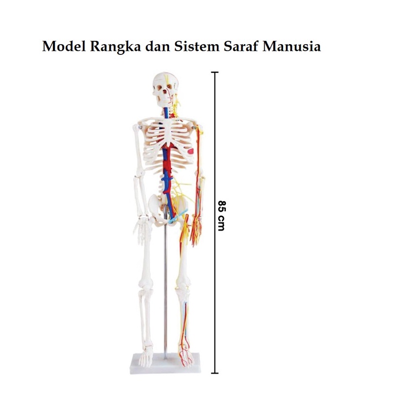 Model of the Human Skeleton and Nervous System - Human Skeleton and ...