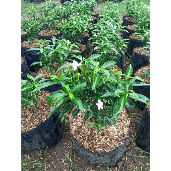 Available live Real Pandakaki seedlings outdoor Home Garden Decoration ...