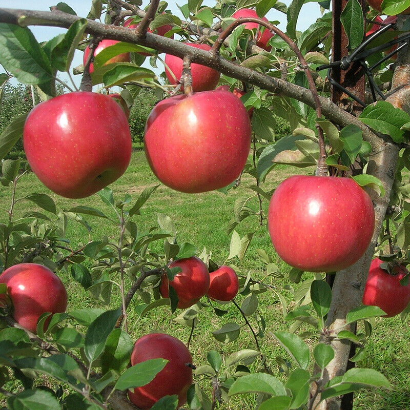 5pcs Native Fuji Apple Fruit Tree Seeds | Fresh Premium seeds | Shopee ...