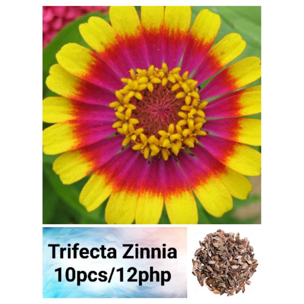Trifecta Zinnia Seeds (10pcs) | Shopee Philippines