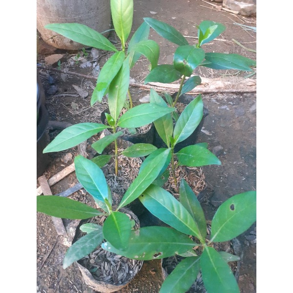 NONI PLANT Apatot Buhay na 100% rooted at ready to transplant | Shopee ...