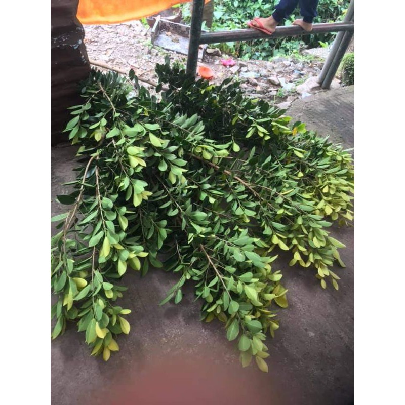 Balete/Ficus Tree Cuttings Only (per piece) | Shopee Philippines