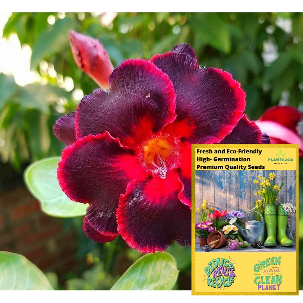 Adenium Seeds Black Red H02 -High germination Flower Plant seeds P2G ...