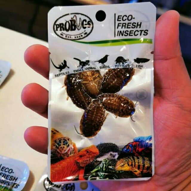 Probugs eco-fresh insects freshly preserved insects | Shopee Philippines