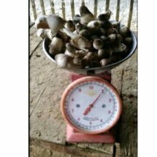 binhi ng kabuting saging 1 kilo may kasamang planting guide. | Shopee ...