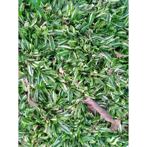 frog grass, lawn cover, lawn grass,grass | Shopee Philippines