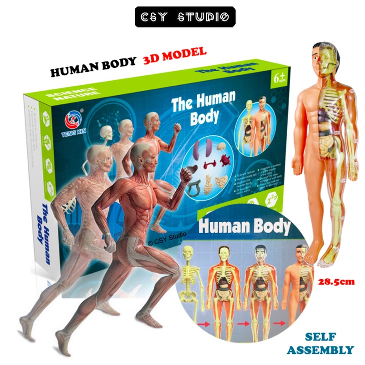 Human Body Model 28cm Anatomy Display Organ Assembly Human Skeleton Set ...