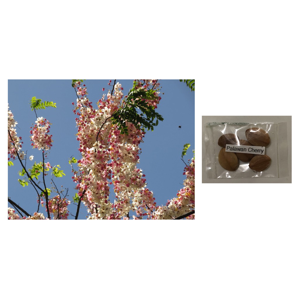 Palawan cherry blossom seeds balayong plant | Shopee Philippines