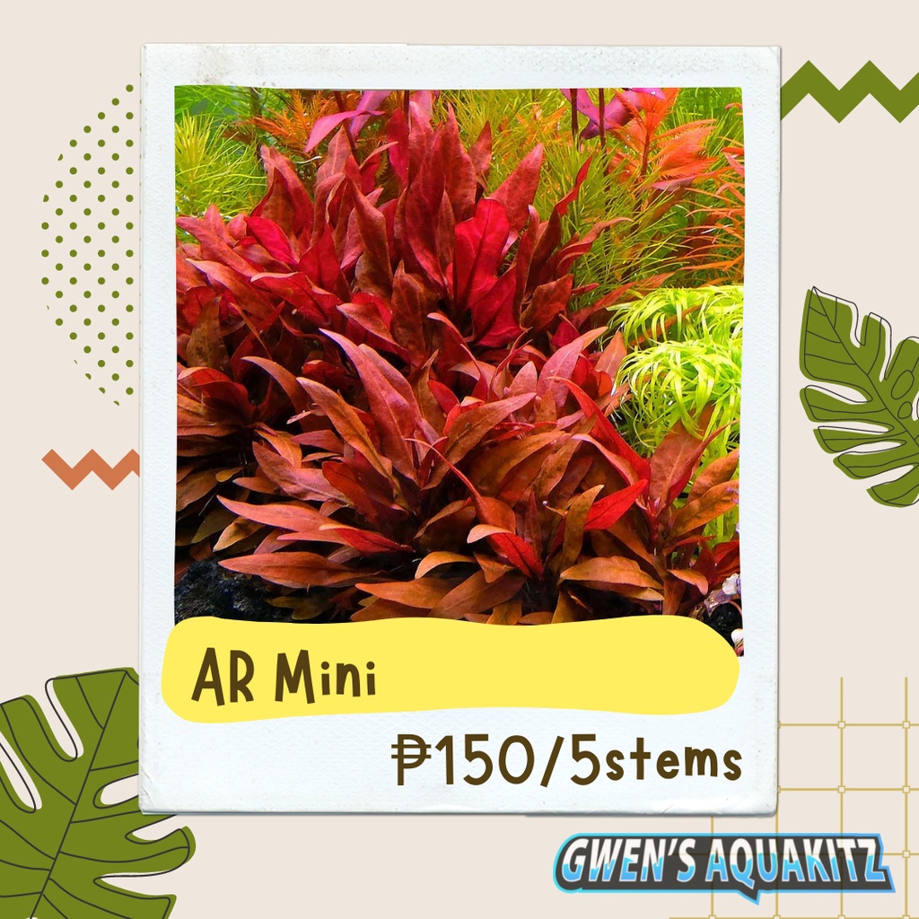 AR Mini / Alternanthera Reineckii Mini [sold per 5 stems] - High Tech ...