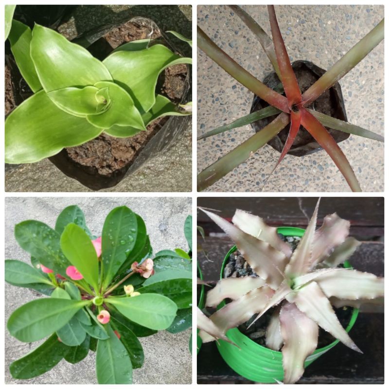 Euphorbia Plant, Cryptanthus, Callisia Fragrans, Pinya Plant | Shopee ...