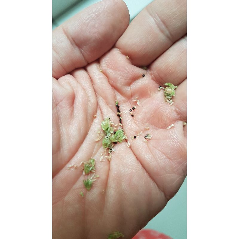 Kulitis Green Amaranth Spinach seeds 100 or more | Shopee Philippines