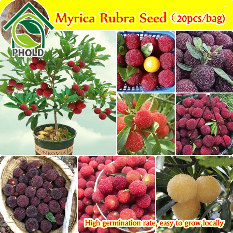 5pcs Myrica Rubra Fruit Seeds Sweet and Delicious Bonsai Seed Rare ...