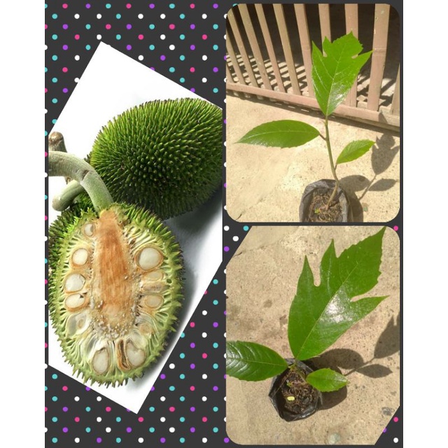 KAMANSI | PAKAK (Ilokano) | BREADNUT (English) Plant | Shopee Philippines