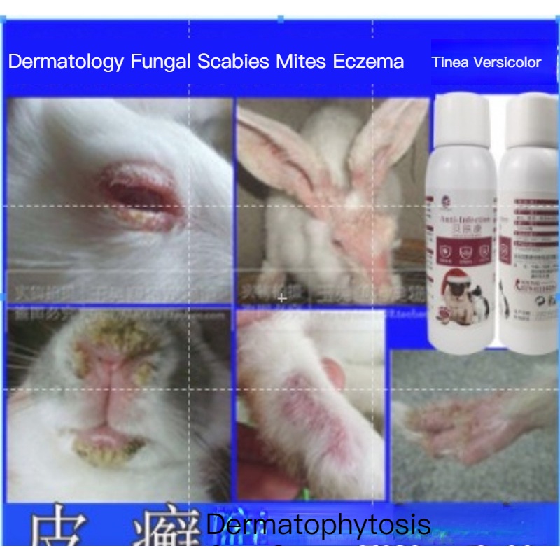Rabbit skin disease rabbit pet mite-removal fungus tinea skin hair loss ...