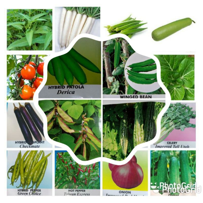 Vegetable and Herbs seeds Bundle Package | Shopee Philippines