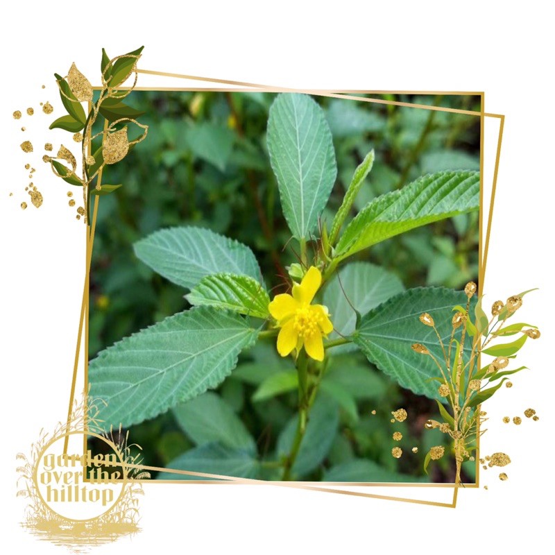 jute/pasau/saluyot seeds (60+ seeds) | Shopee Philippines