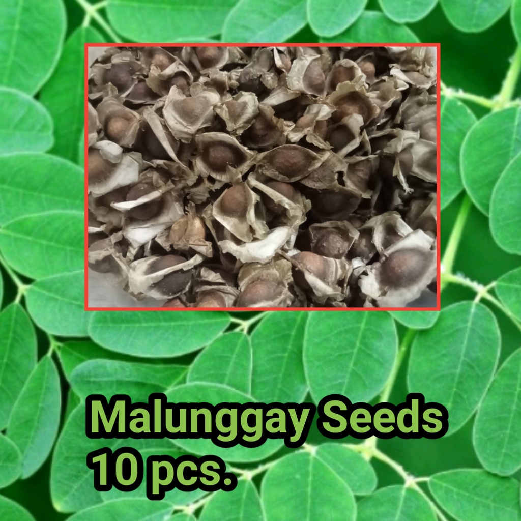 Malunggay 10 Seeds / Moringga seeds | Shopee Philippines