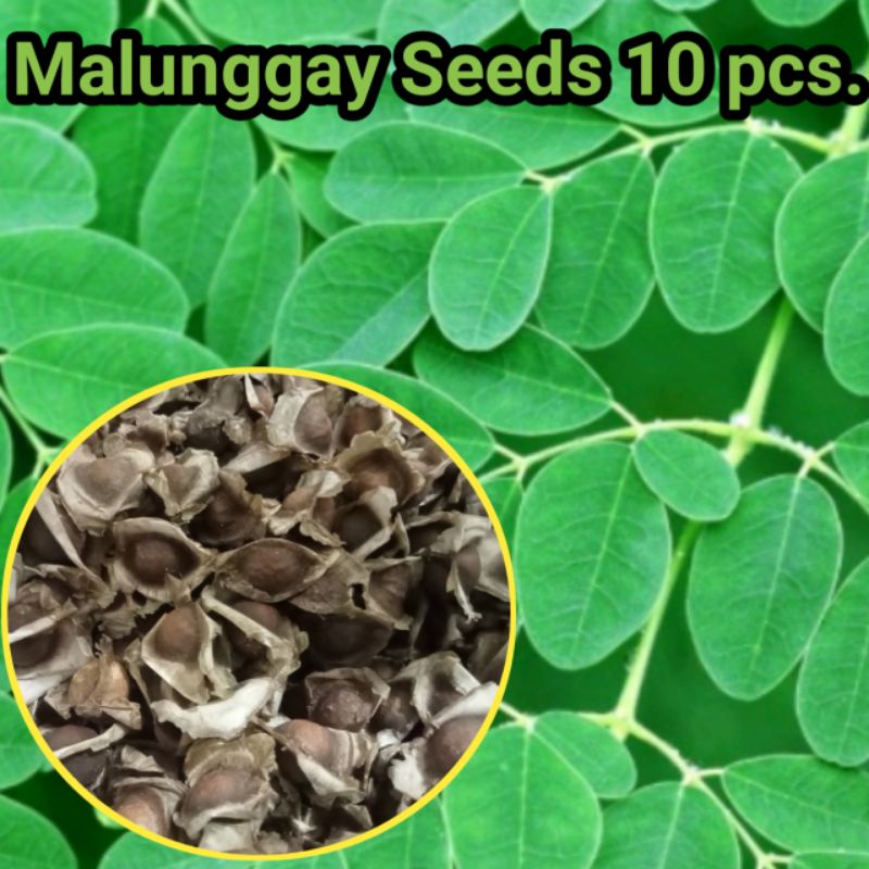 Malunggay Seeds/ 10 Moringa Seeds | Shopee Philippines