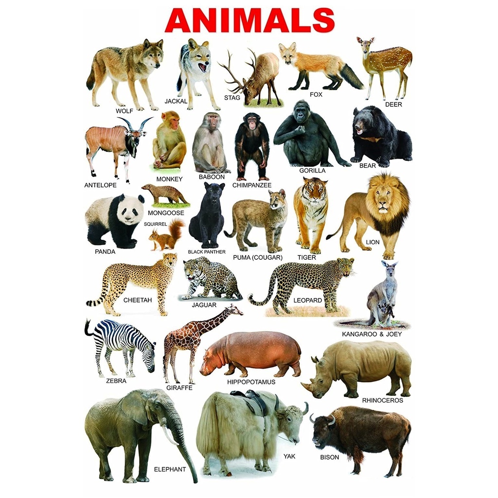 ANIMALS POSTERS, Animals Charts, Laminated Educational chart for kids ...