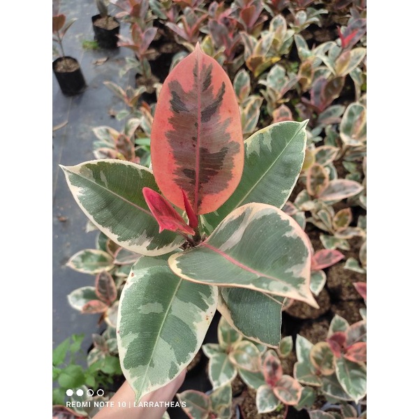 Tri color Rubber Tree/Larra Thea | Shopee Philippines