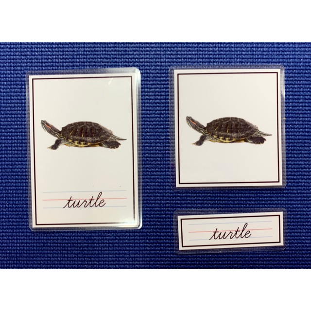 Montessori Three-Part Cards (Parts of a Turtle) | Shopee Philippines