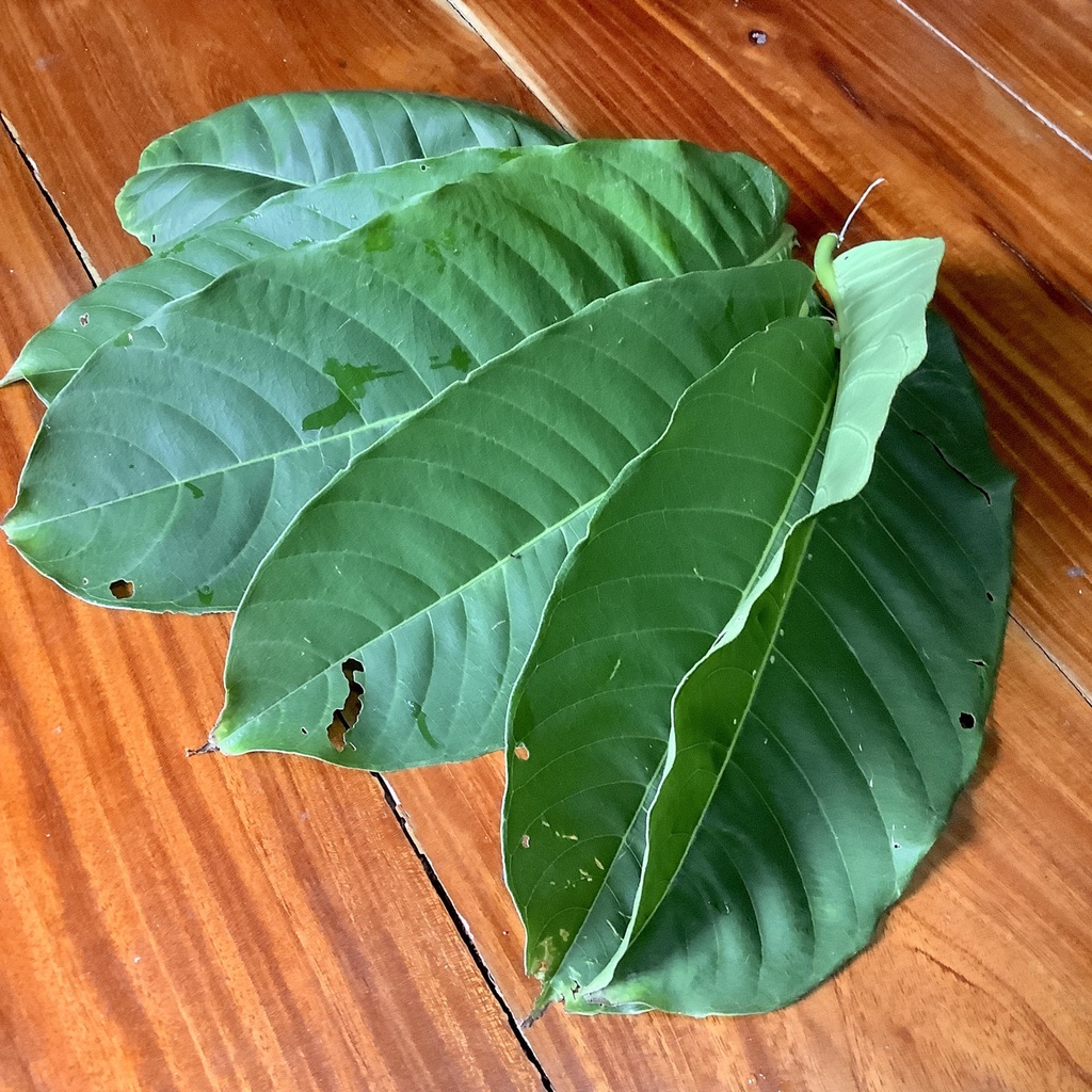 Fresh and dried banaba Leaves for tea drink by Celso’s Farm Goods ...