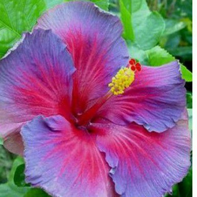 50pcs Bunga raya benih mix colour Bunga Raya Pelbagai Warna(Gambar4,7,8 ...