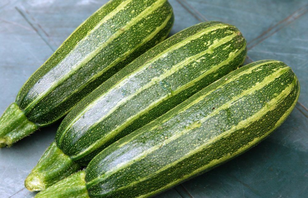 Squash Zucchini seeds Zebra Heirloom Vegetable Seed. Bush. 10 SEEDS ...