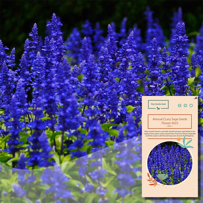 Annual Clary Sage Seeds, Blue, Flower Seeds#023 | Shopee Philippines