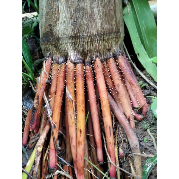 Betel Root Jambe Root 500gram | Shopee Philippines
