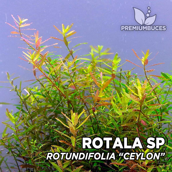 Rotala H'Ra, Wallichii , type 3, red cross, rotundifolia, vietnam ...