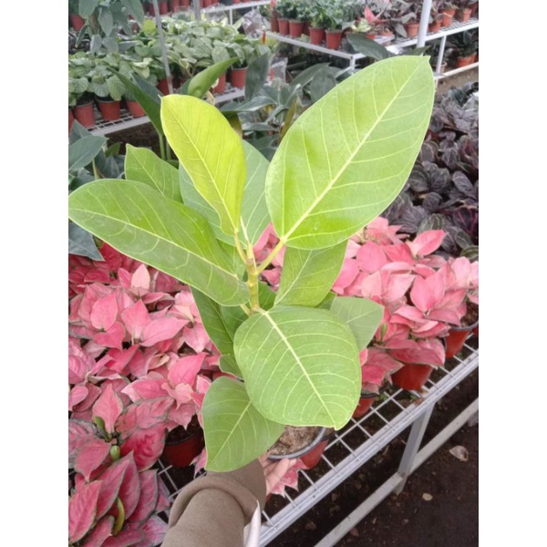 Golden altissima Rubber Tree /Larra Thea's Affordable | Shopee Philippines